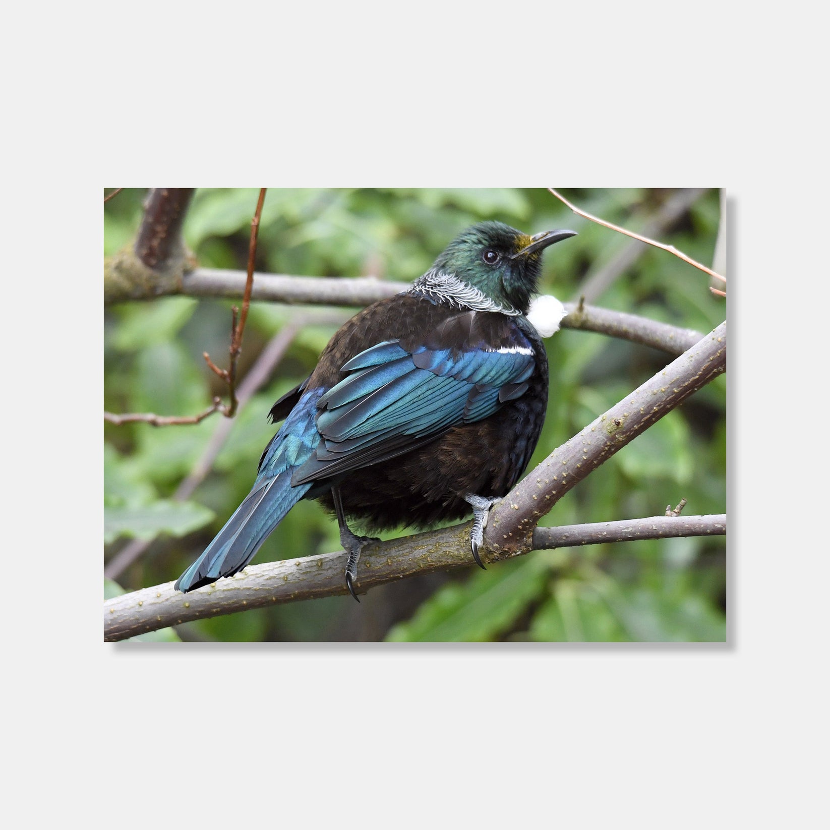 Tui Photo Print – ODT Store